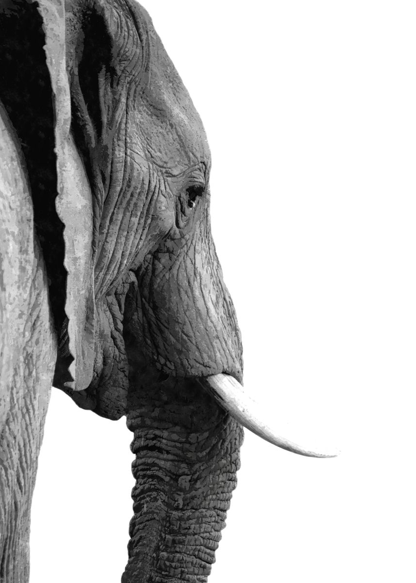'Bw Elephant Profile' Poster, picture, metal print, paint by Alemi ...