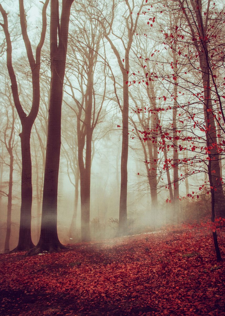 'late fall forest ' Poster, picture, metal print, paint by Dirk ...