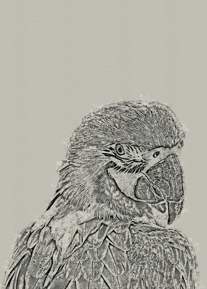 'Parrot' Poster, picture, metal print, paint by 4T4 Design Studio ...