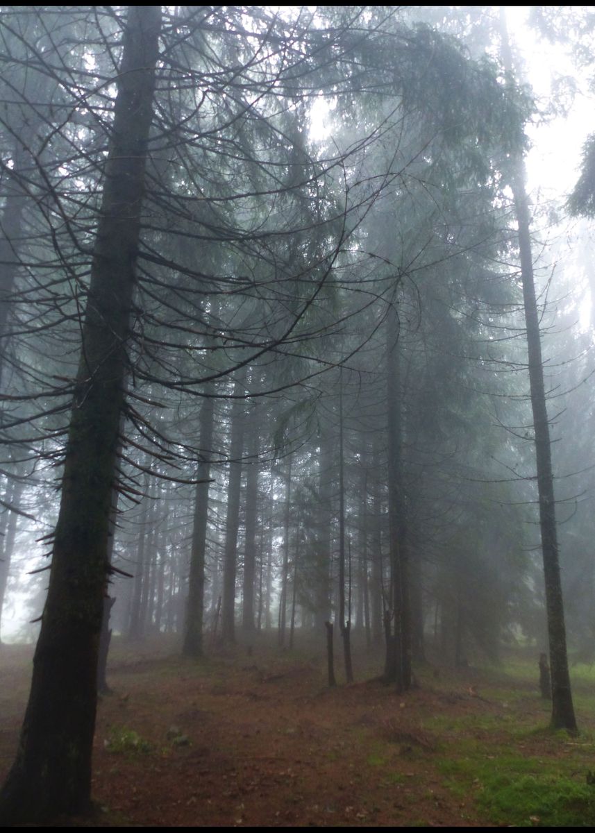 'Forest1' Poster by Ioana Ardelean | Displate