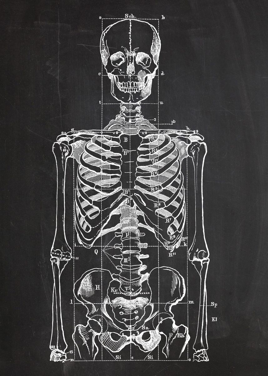 'Skeleton' Poster, picture, metal print, paint by Nicram K | Displate