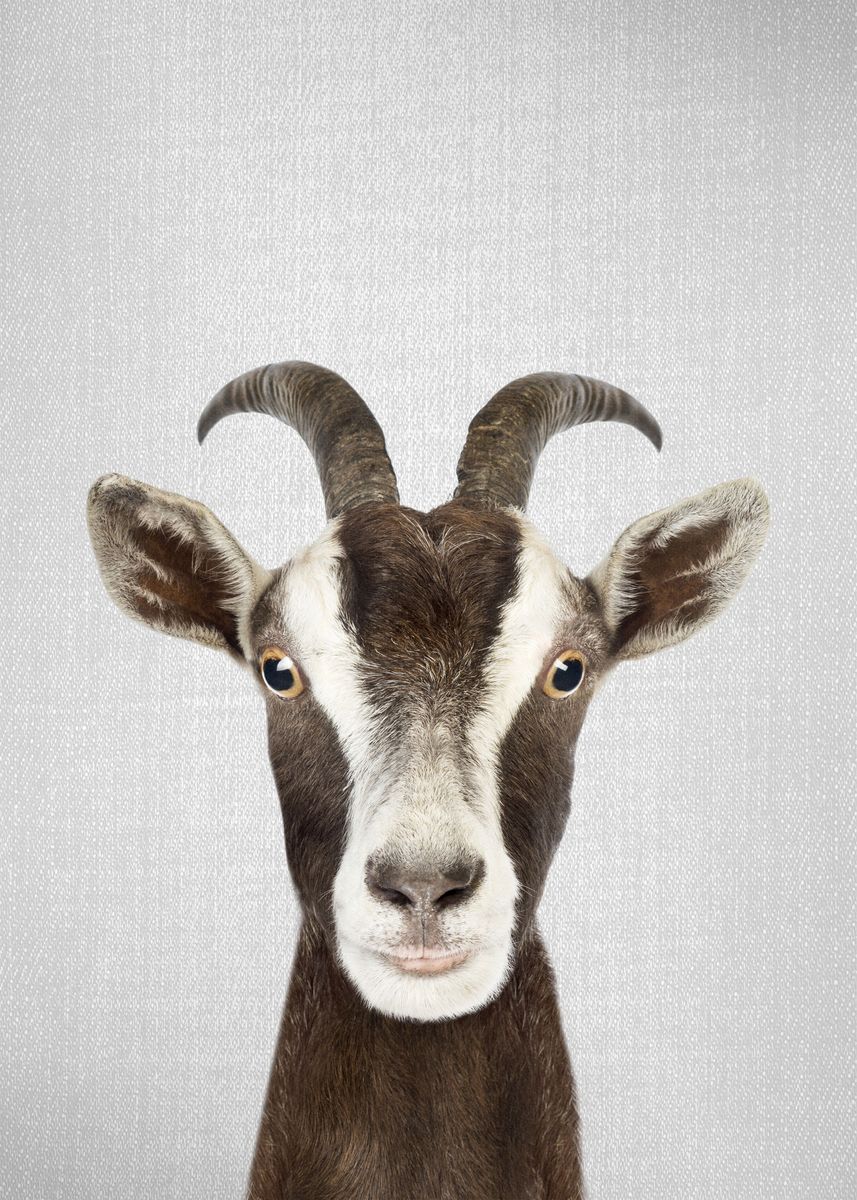 'Goat Colorful' Poster, picture, metal print, paint by Gal Design ...