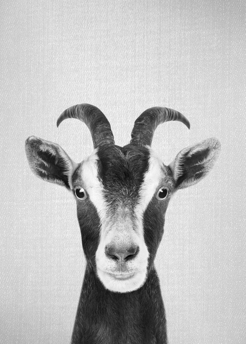 'Goat BW' Poster, picture, metal print, paint by Gal Design | Displate