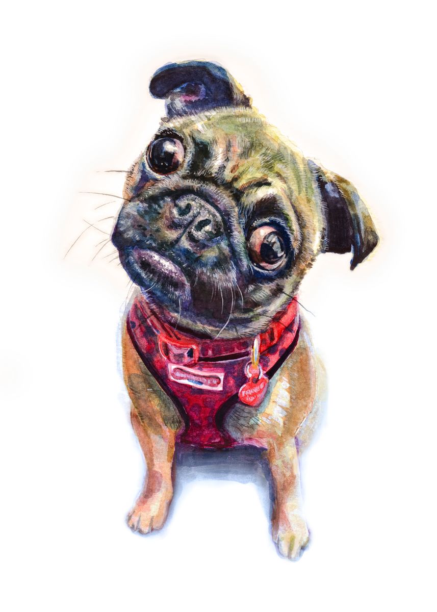 'Frankie the Pug' Poster, picture, metal print, paint by Ed Hollingsbee ...