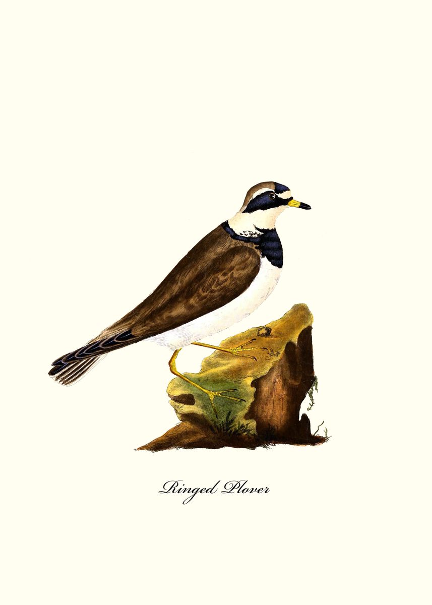 'Ringed Plover' Poster by Print Maker | Displate