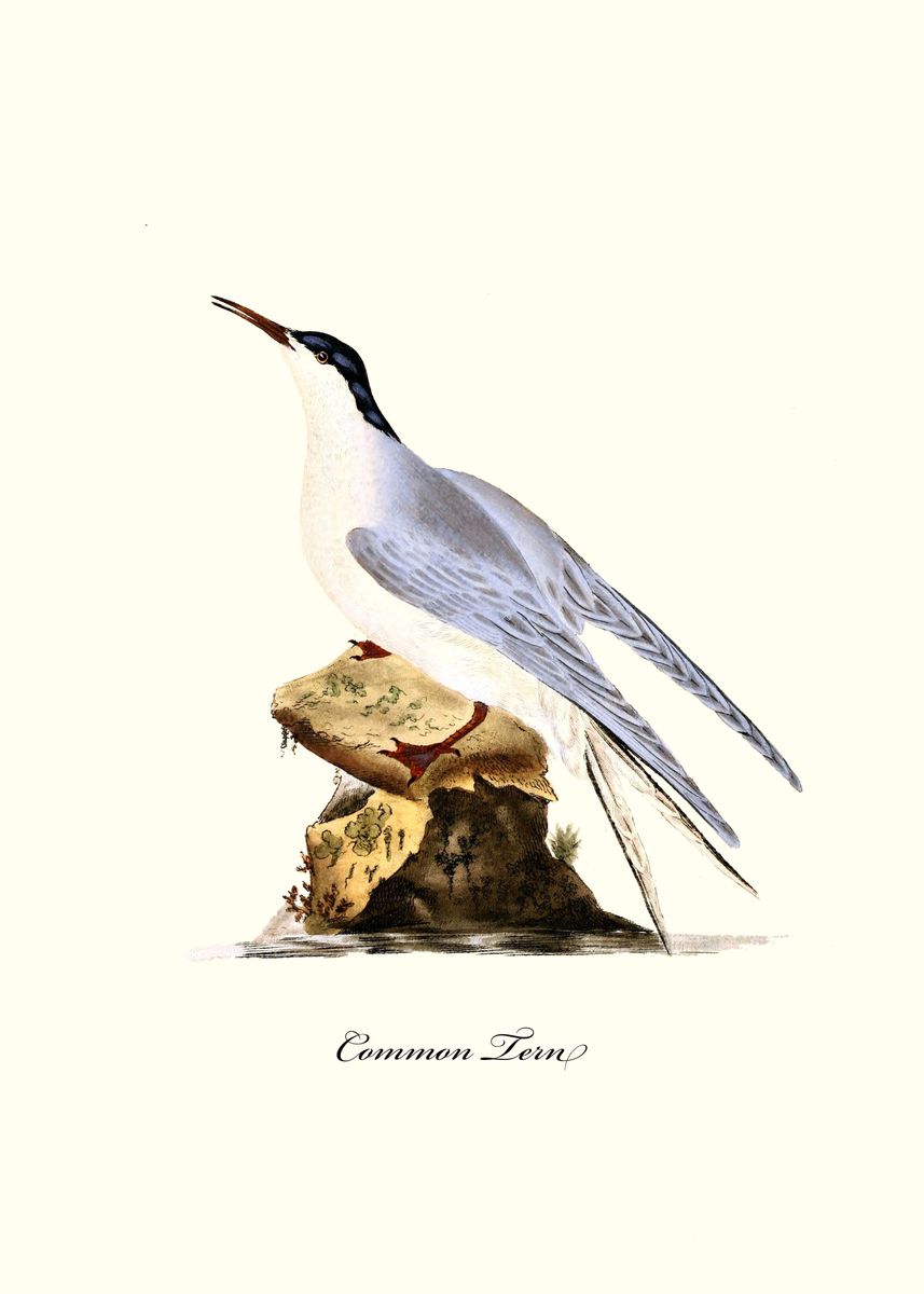 'Common Tern' Poster, picture, metal print, paint by Print Maker | Displate