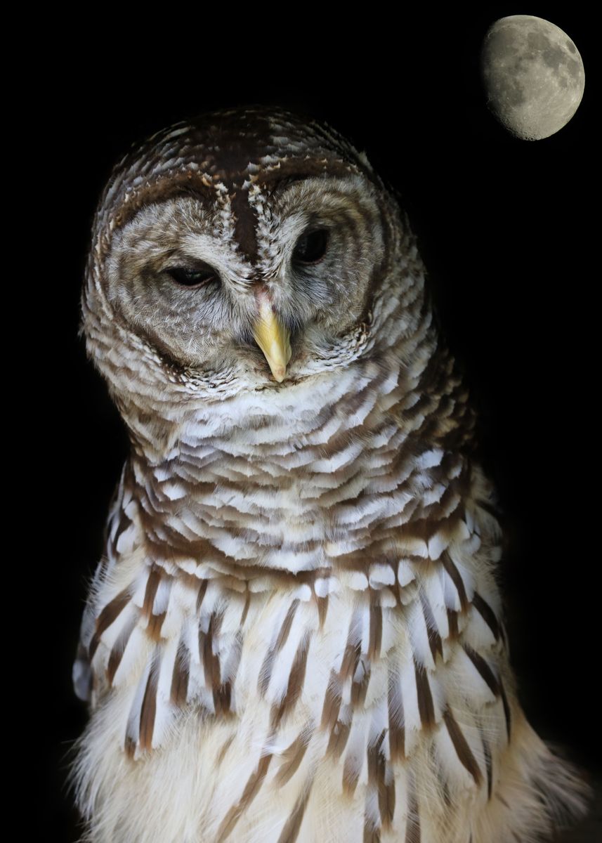 'Night owl' Poster by Melanie Kowasic | Displate