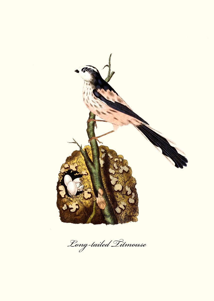 'Long tailed Titmouse' Poster, picture, metal print, paint by Print ...