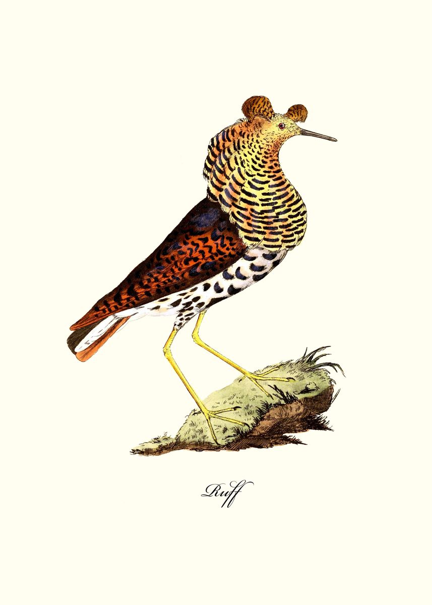 'Ruff' Poster, picture, metal print, paint by Print Maker | Displate