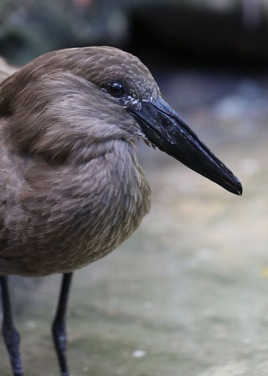 'The hamerkop' Poster, picture, metal print, paint by Melanie Kowasic ...