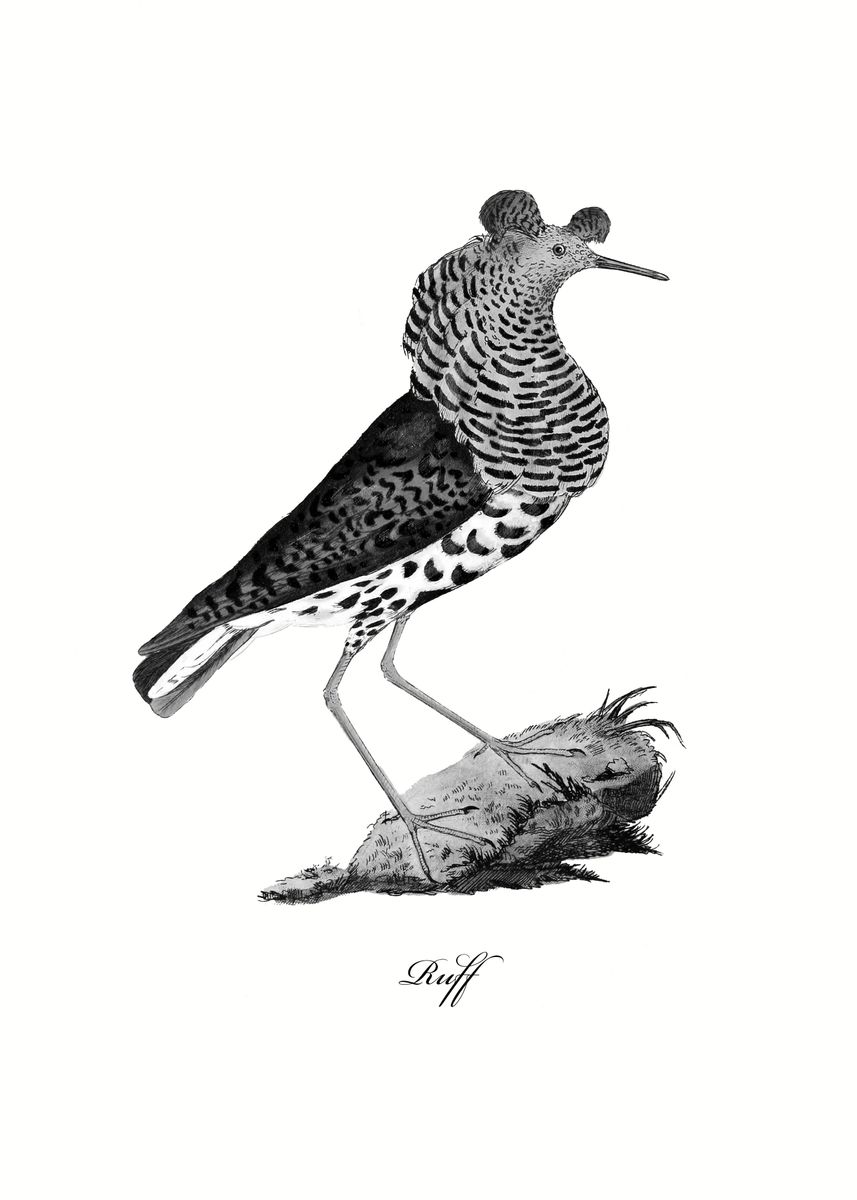 'Ruff' Poster, picture, metal print, paint by Print Maker | Displate