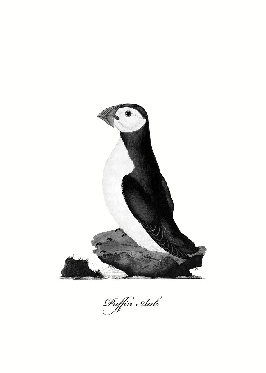 'Puffin Auk' Poster, picture, metal print, paint by Print Maker | Displate