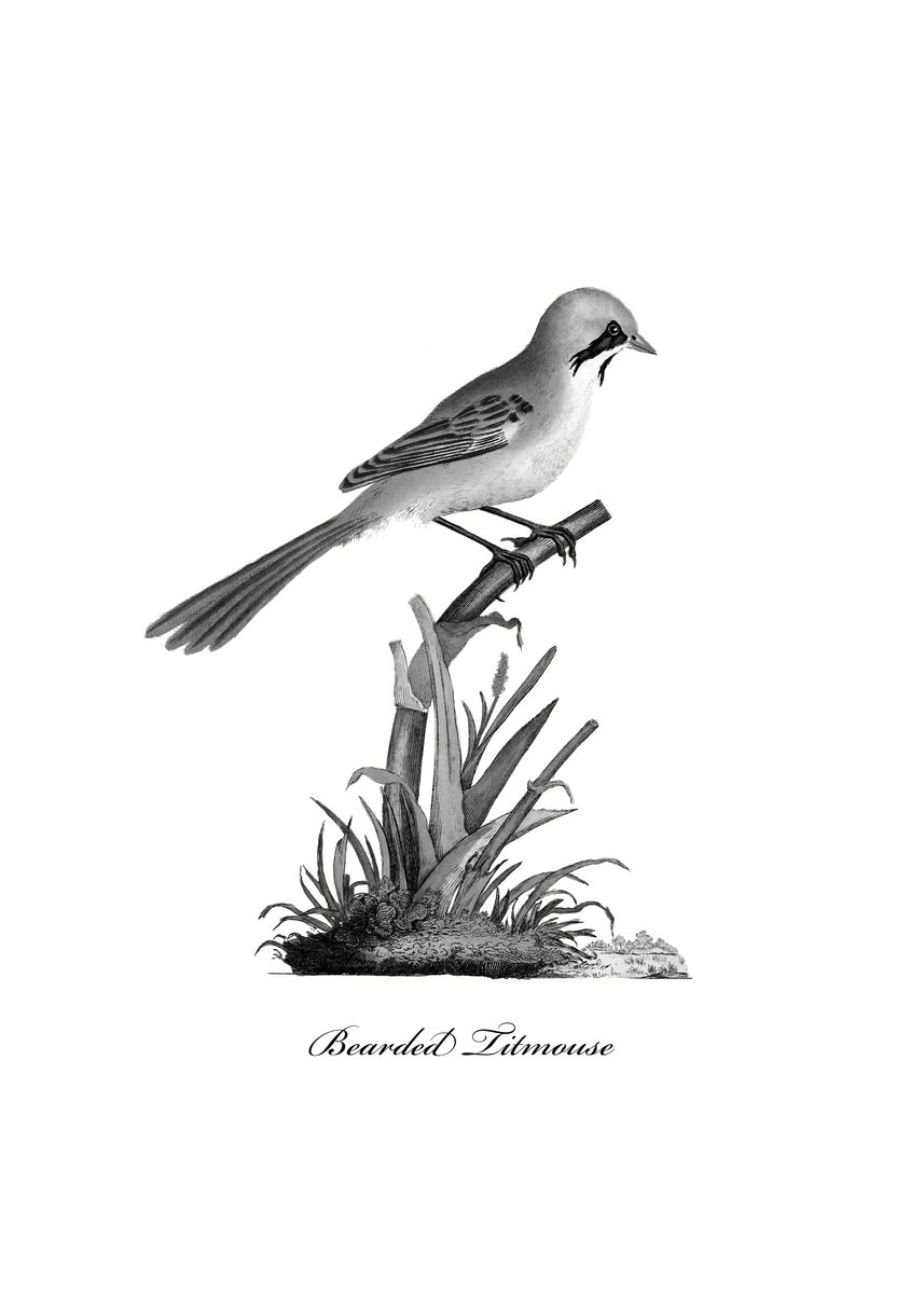 'Bearded Titmouse' Poster, picture, metal print, paint by Print Maker ...