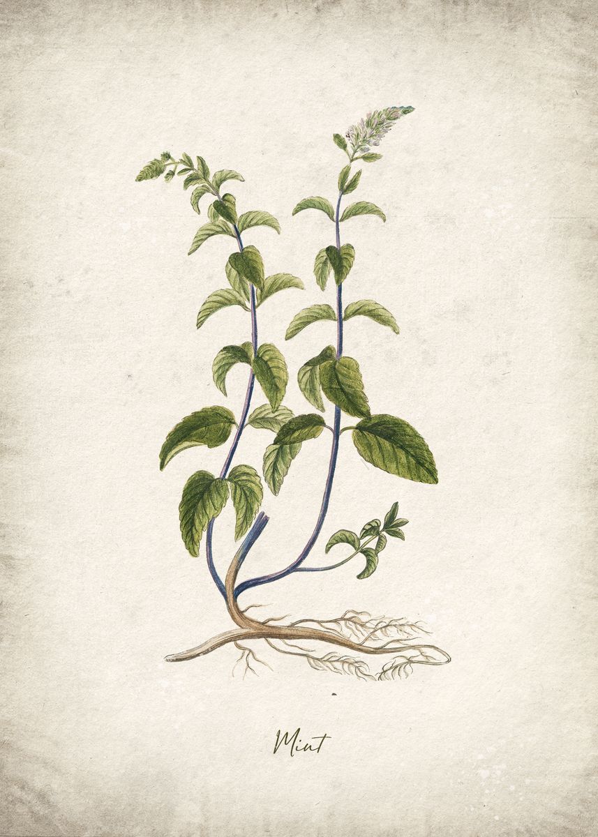 'Mint' Poster, picture, metal print, paint by Yak Yak | Displate