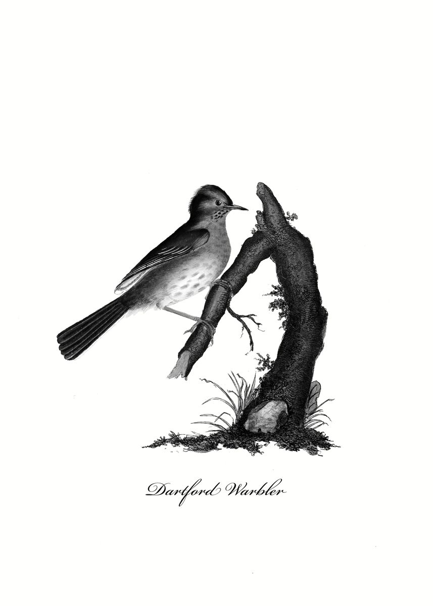 'Dartford Warbler' Poster, picture, metal print, paint by Print Maker ...
