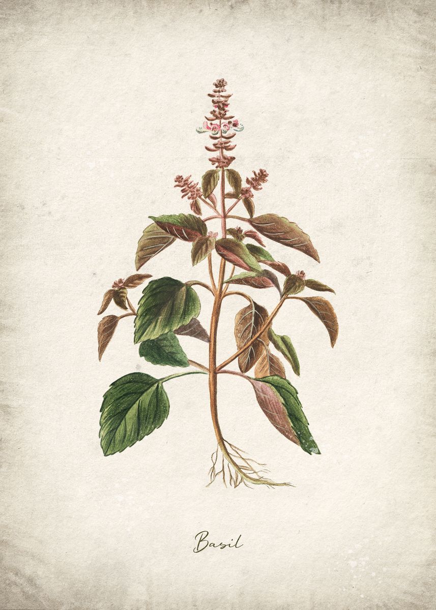 'Basil' Poster, picture, metal print, paint by Yak Yak | Displate