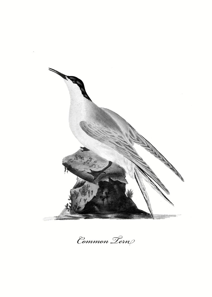 'Common Tern' Poster, picture, metal print, paint by Print Maker | Displate