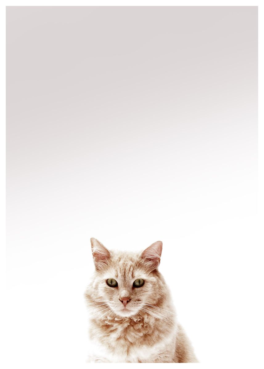 'kitty' Poster, picture, metal print, paint by Don Mario | Displate