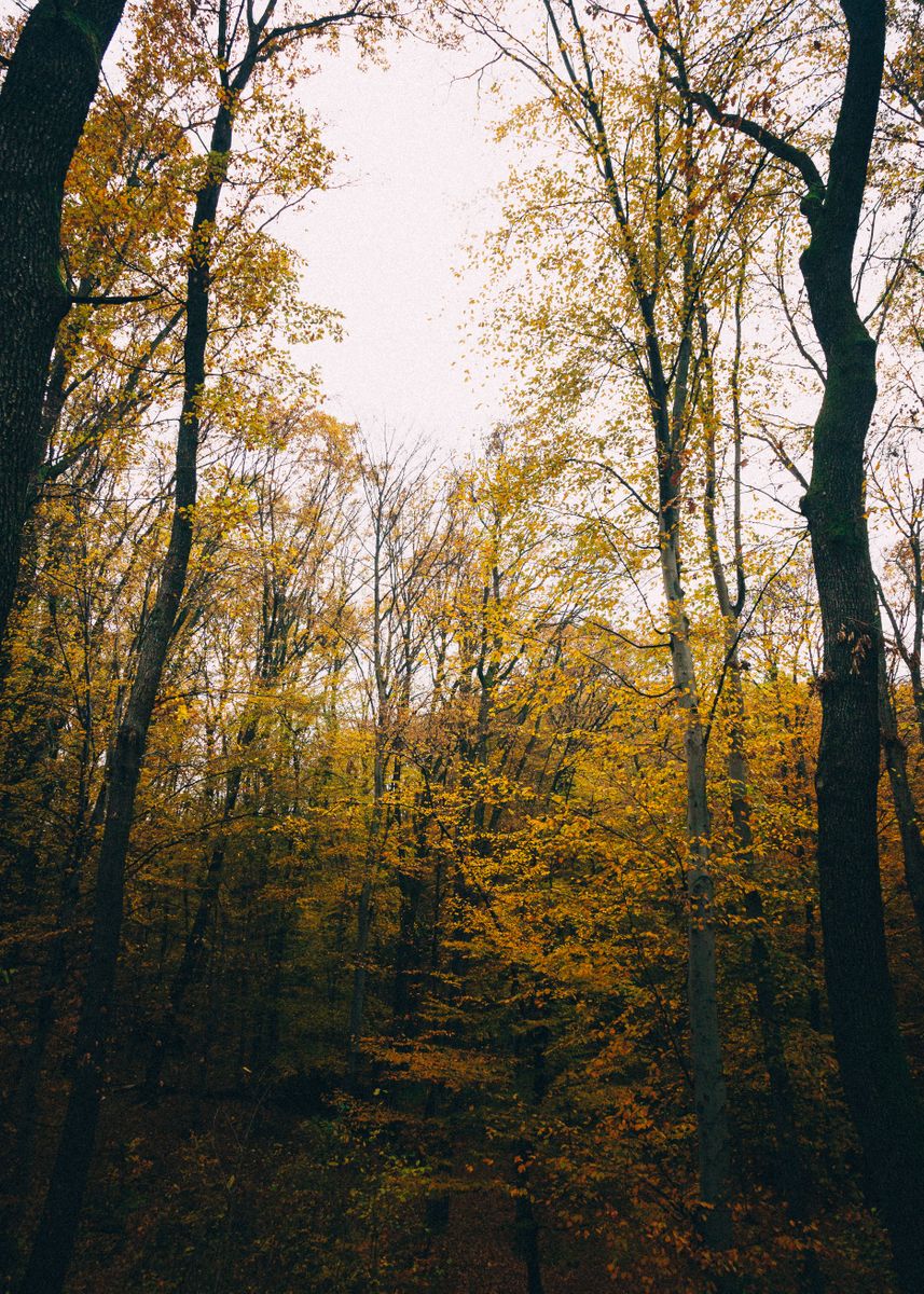 'Autumn and winter vibes' Poster, picture, metal print, paint by Viktor ...