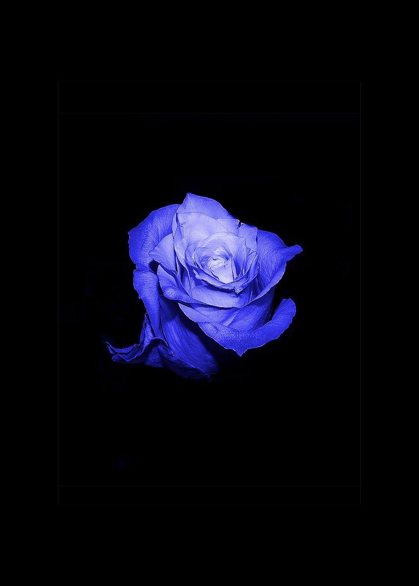 'Blue rose' Poster, picture, metal print, paint by Roman Osipyan | Displate
