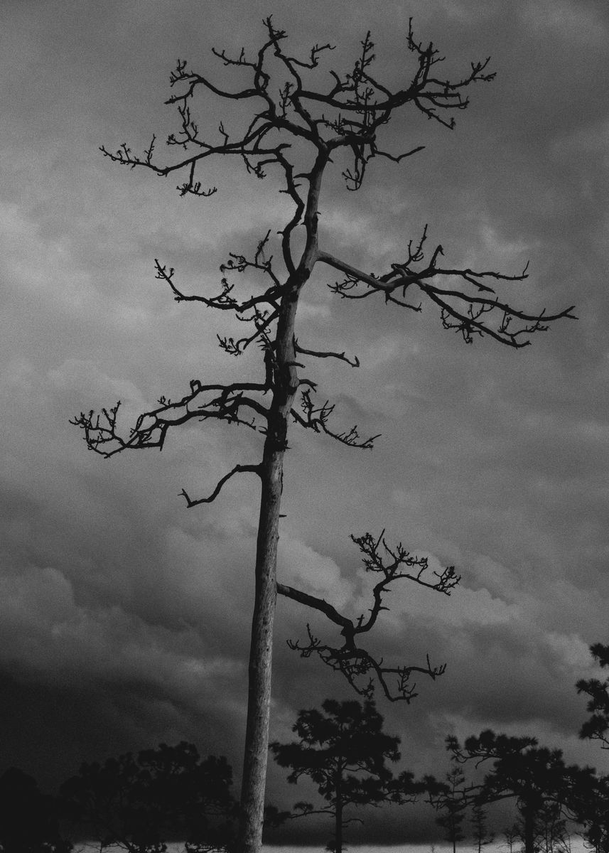 'Tree of Darkness' Poster, picture, metal print, paint by Jacqueline ...