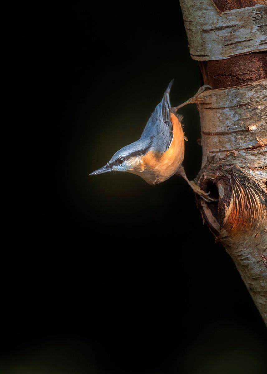 'Clinged to a tree' Poster by Ysbrand Cosijn | Displate