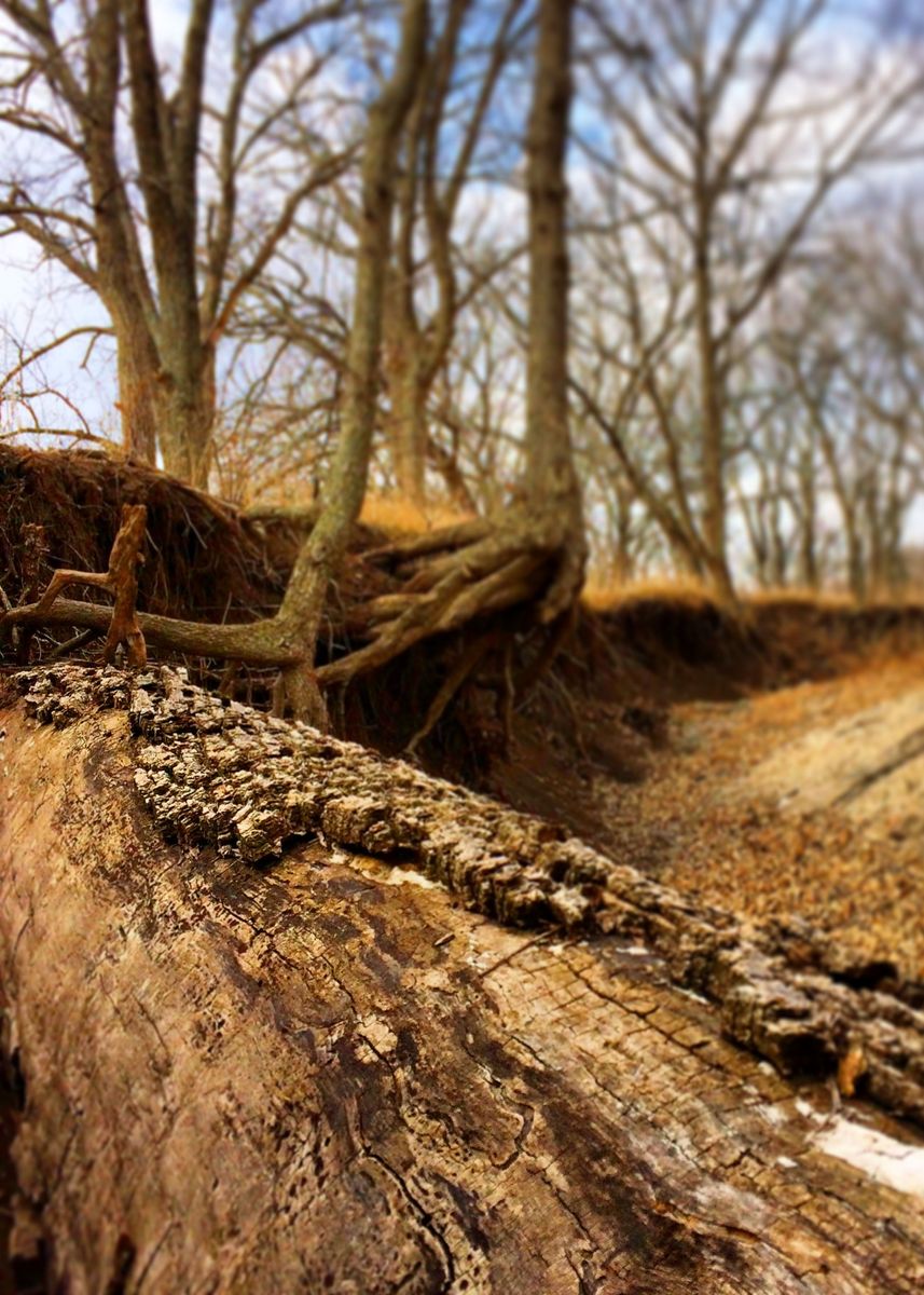 'Riverbed 2' Poster, picture, metal print, paint by Branden Mozeleski ...