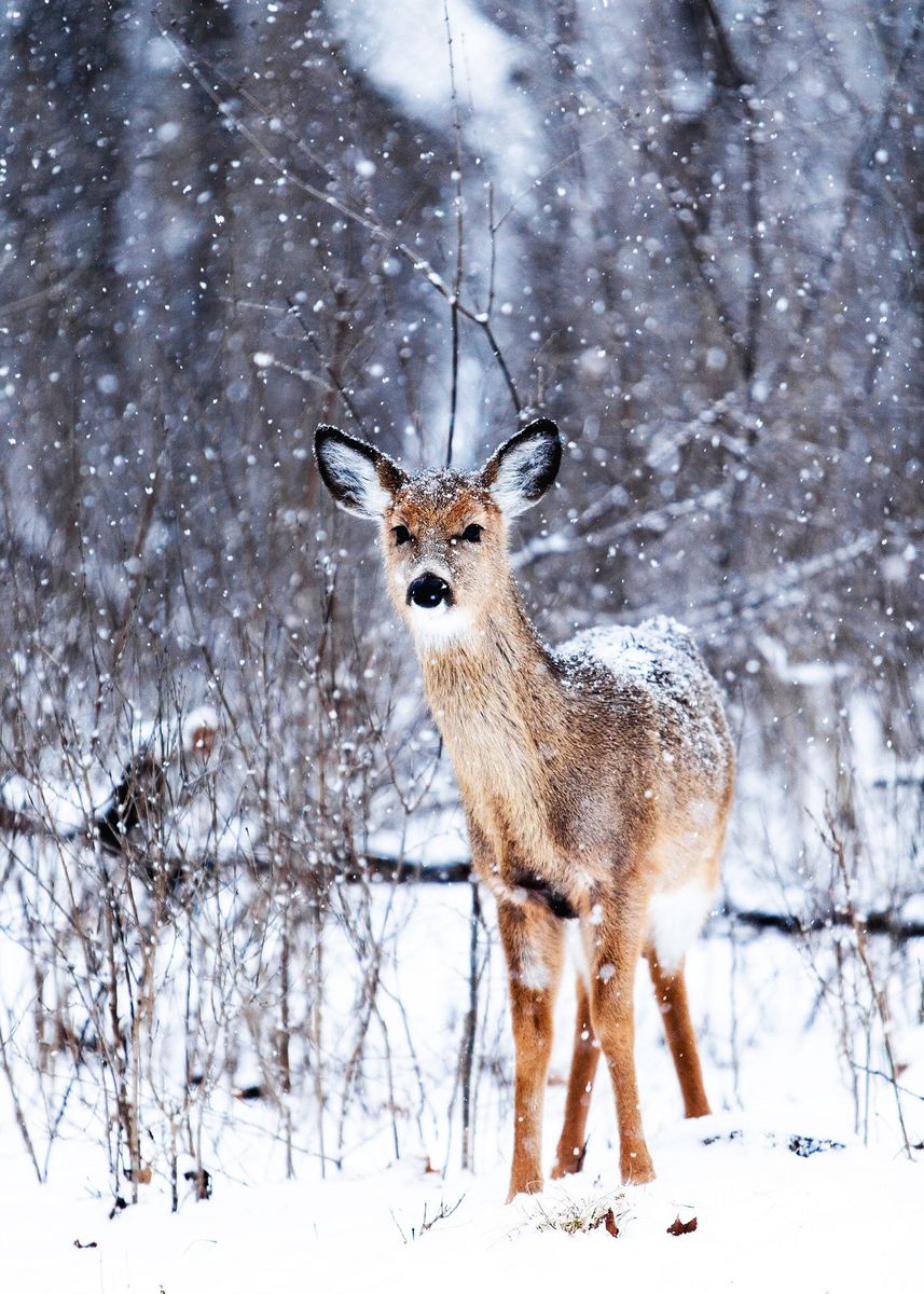 'Deer in the Snow' Poster, picture, metal print, paint by Rockett ...