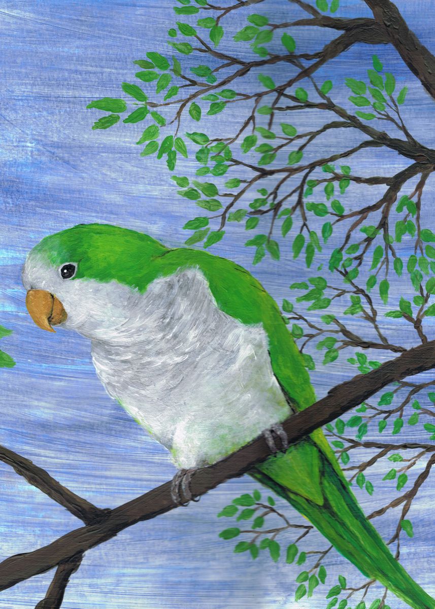 'Quaker parrot' Poster by Bianca Wisseloo | Displate