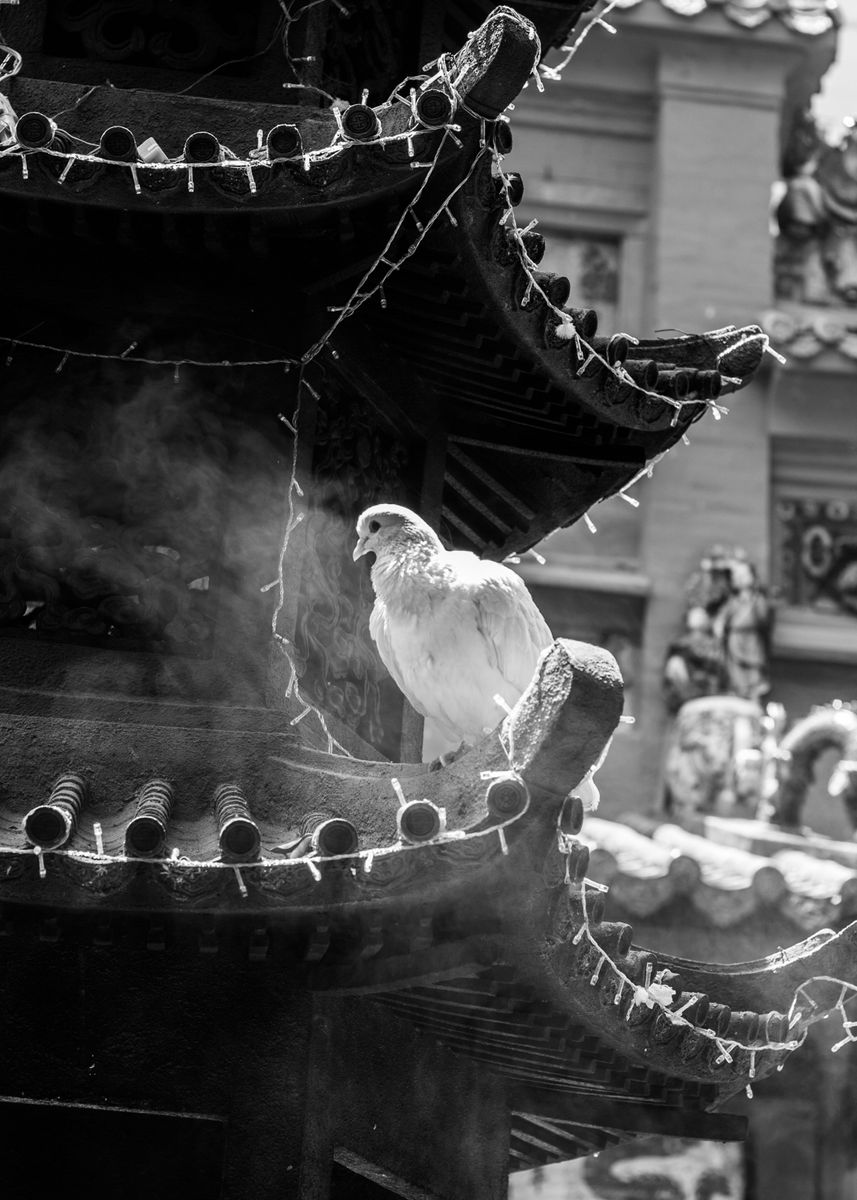 'The Temple Dove' Poster, picture, metal print, paint by Eric Larsson ...