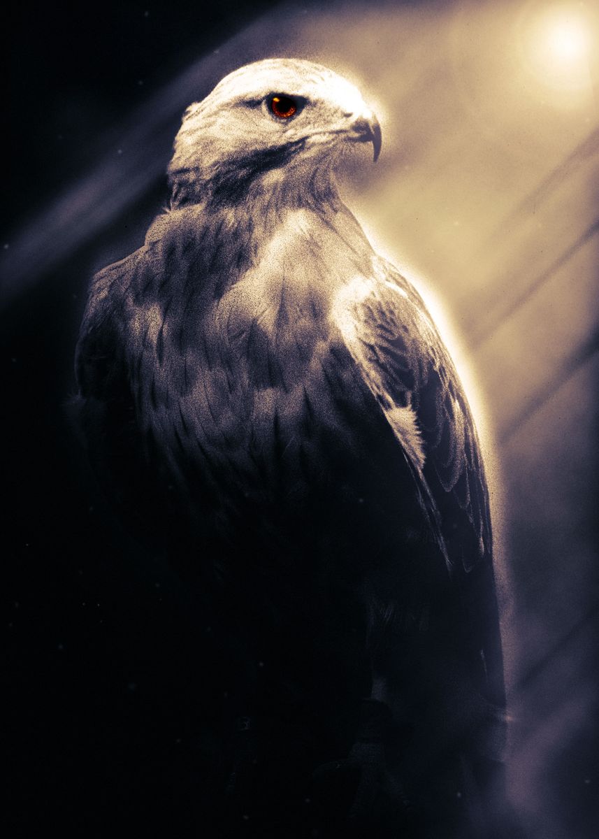 'Falcon' Poster, picture, metal print, paint by Petra Rommelfanger ...