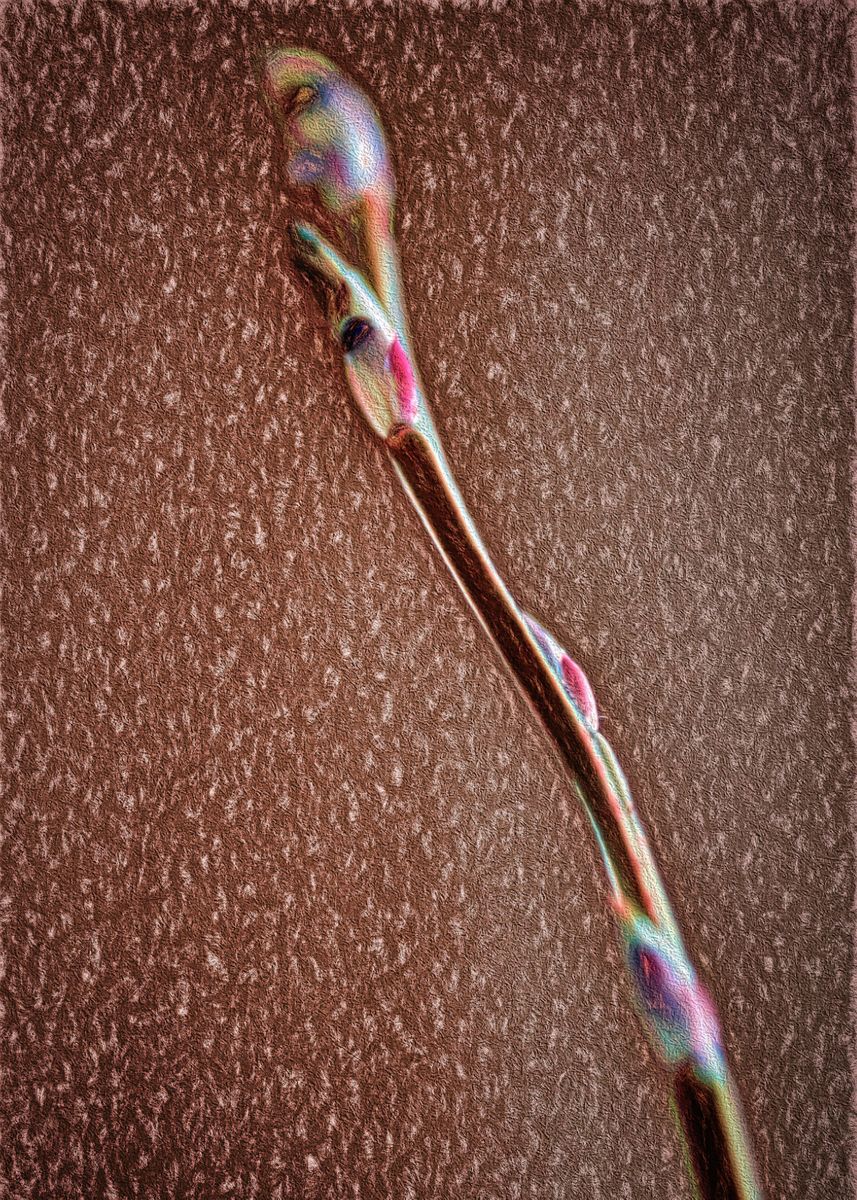 'Cosmic Flower Buds' Poster by Joyce Steele | Displate