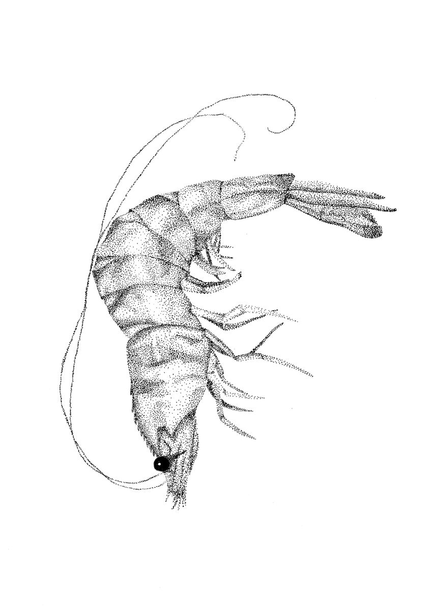 'prawn' Poster by Simon Smith | Displate