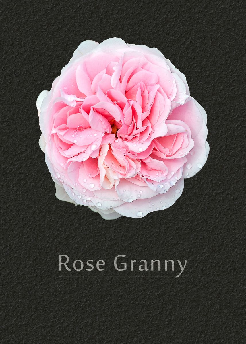 'Rose Granny' Poster, picture, metal print, paint by Leopold Brix ...