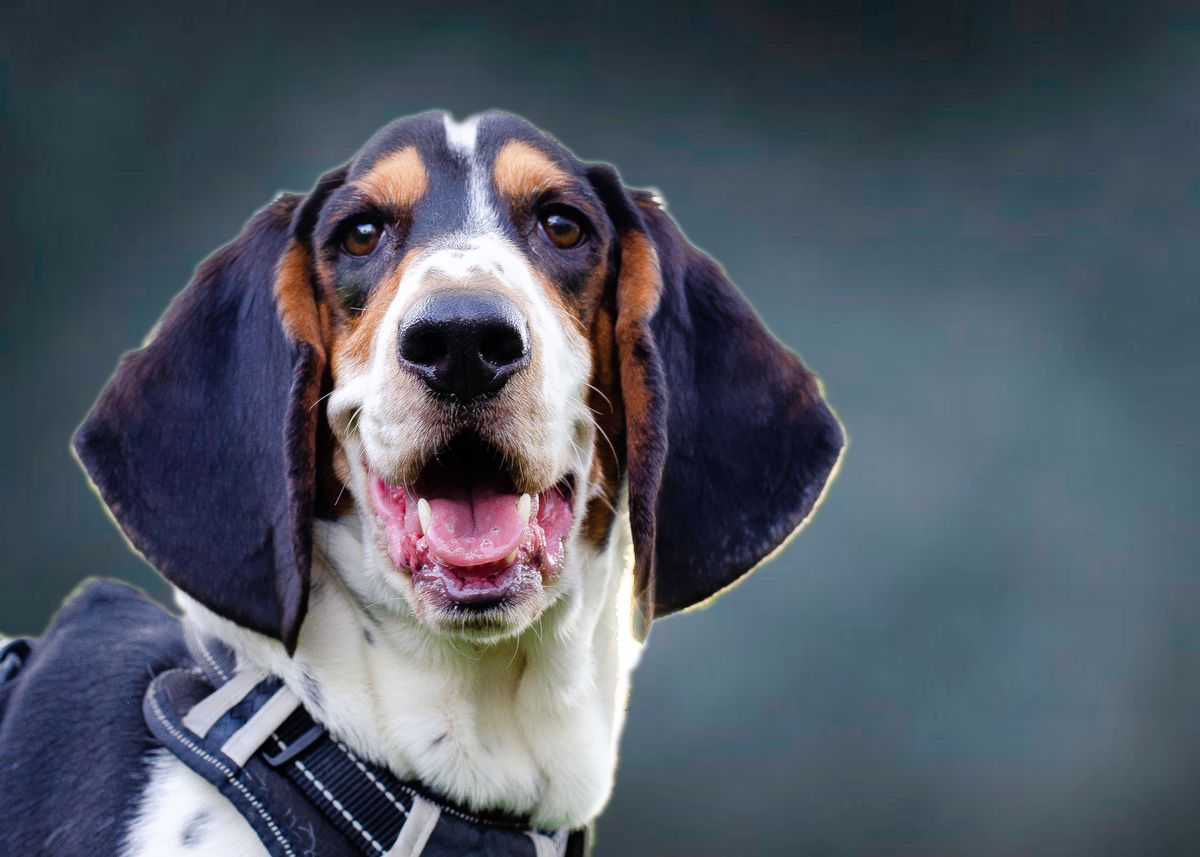 'Basset Hound Smile' Poster by Heidi Jackson | Displate