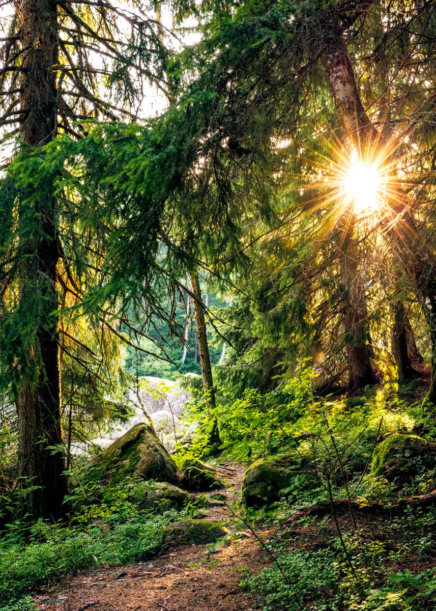 'Sunrise Forest Sunset Tree' Poster, picture, metal print, paint by ...