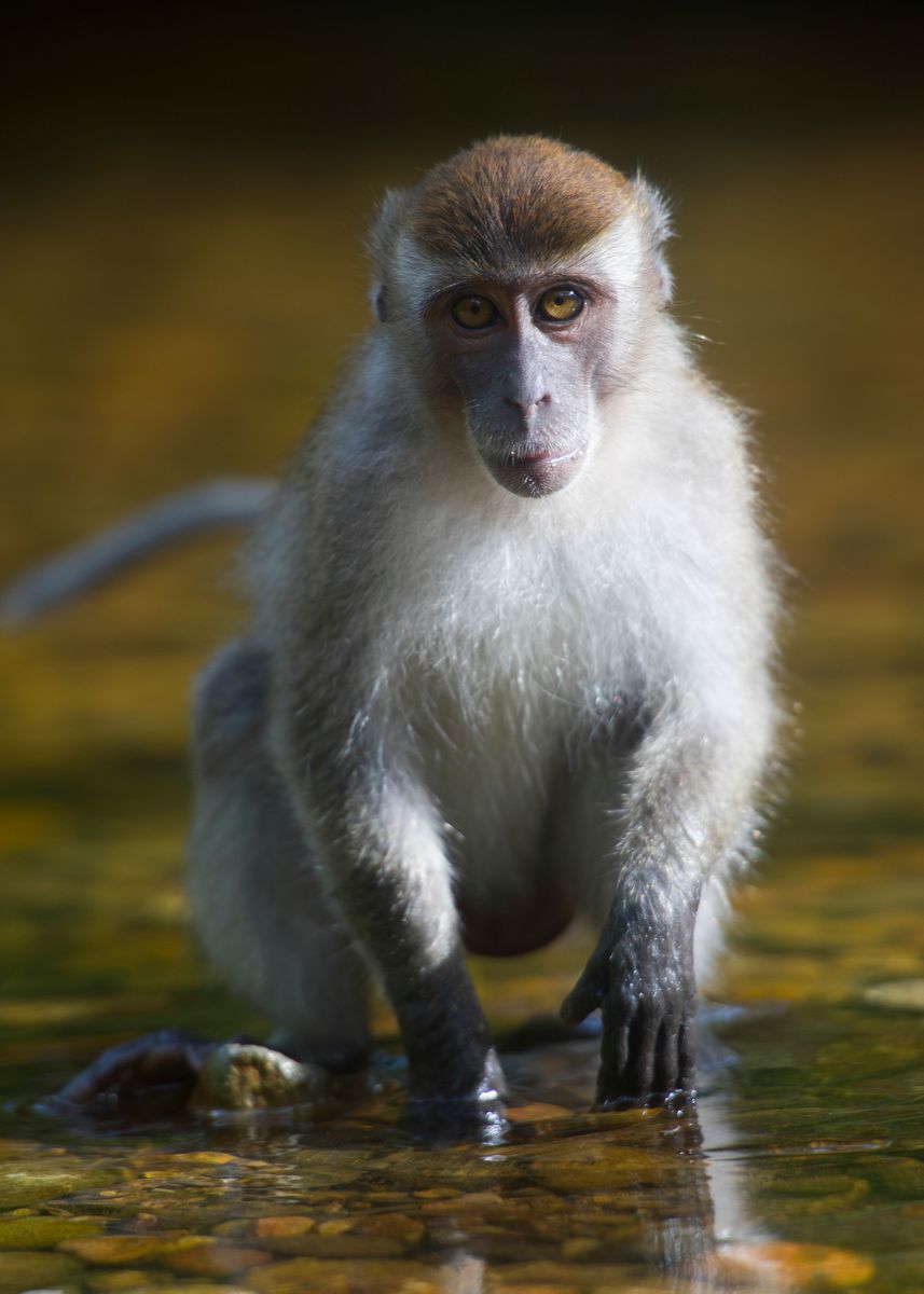 'monkey boy' Poster by Vincent Xeridat | Displate