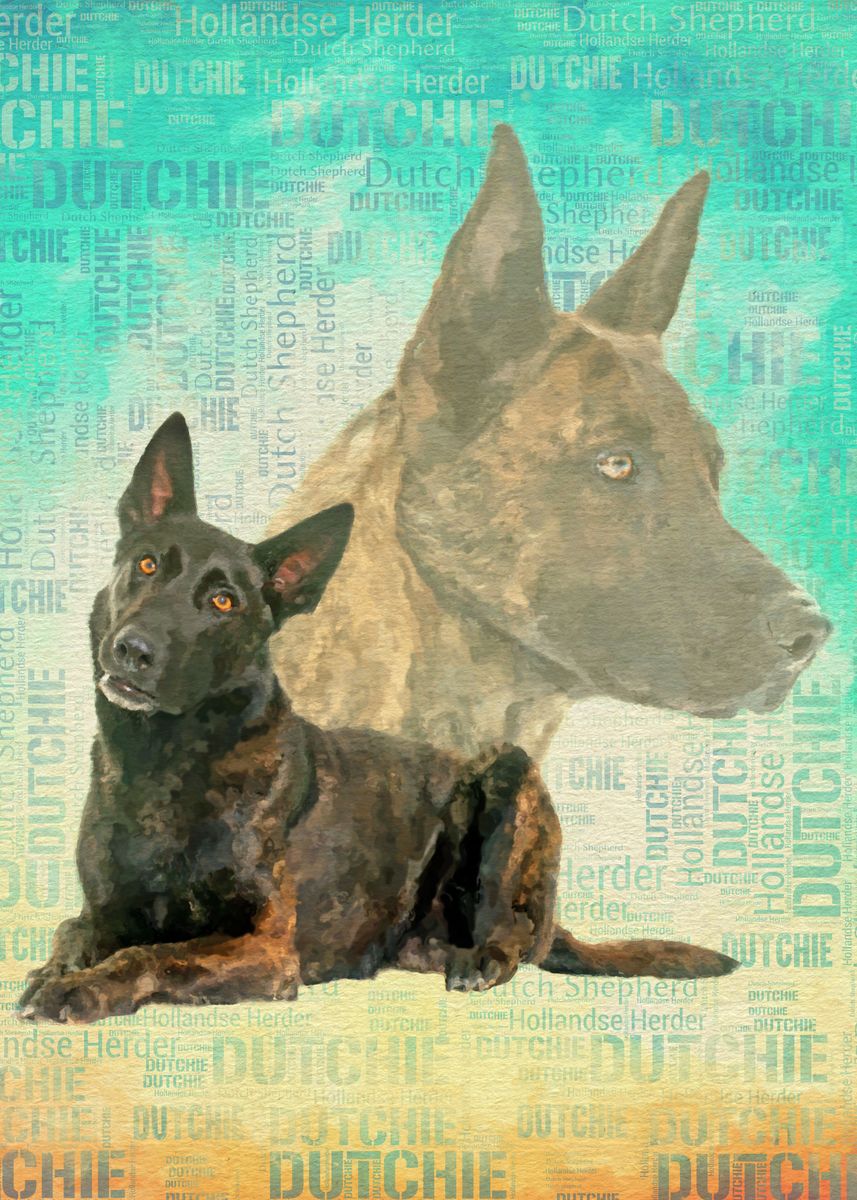 'Dutch Shepherd Dutchie' Poster, picture, metal print, paint by ...