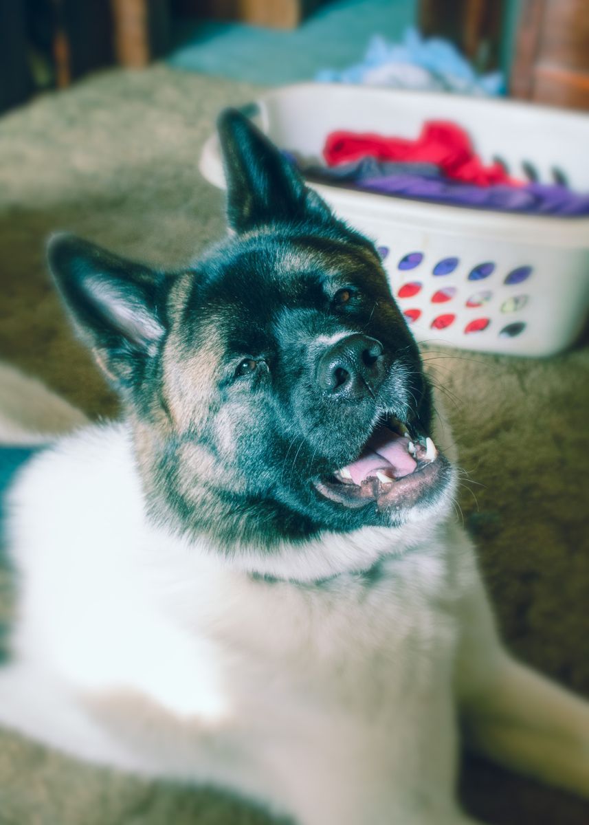 'Smiles For Miles' Poster, picture, metal print, paint by Carly Chapman ...