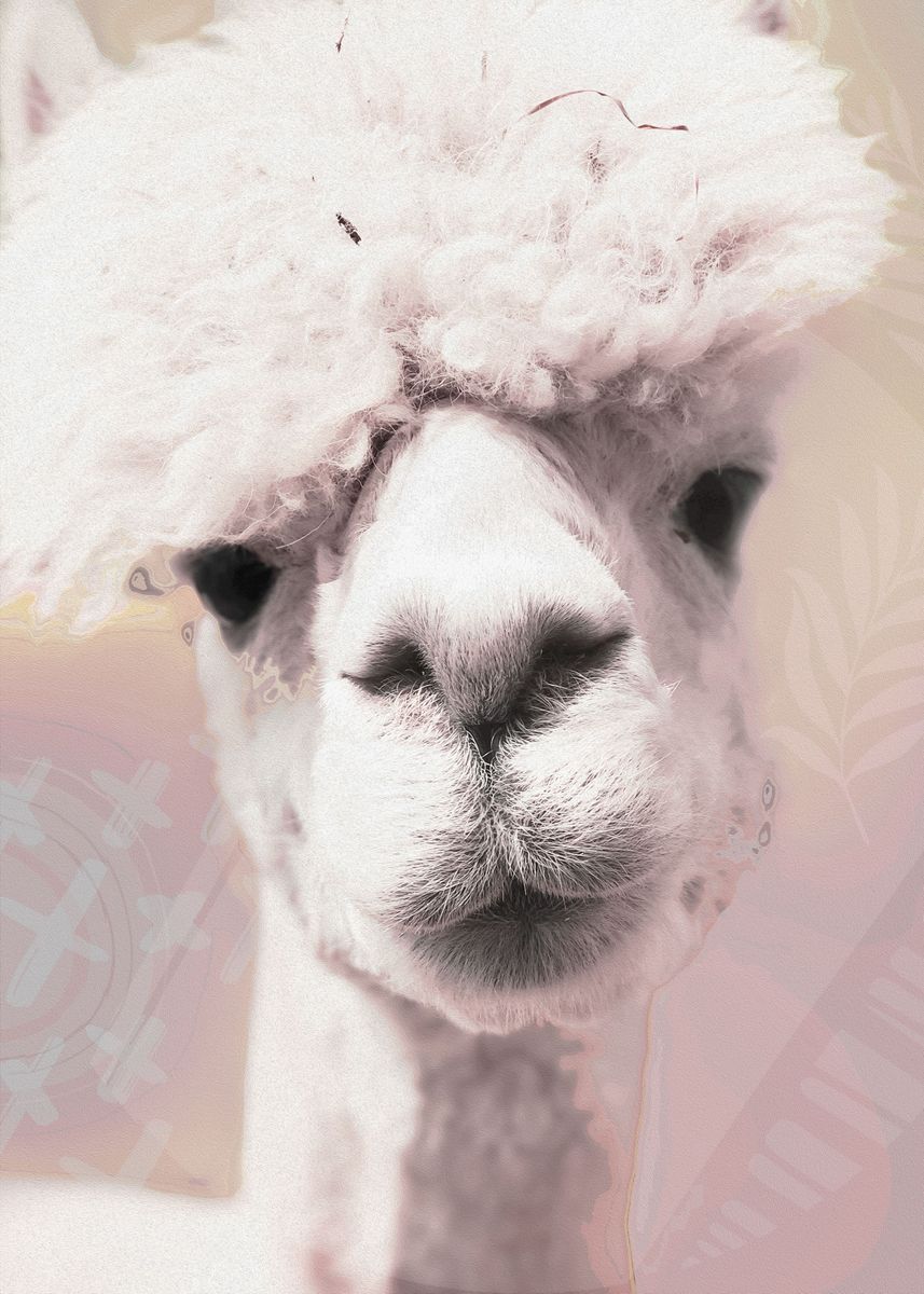 'llama rama' Poster by Donna Carter | Displate