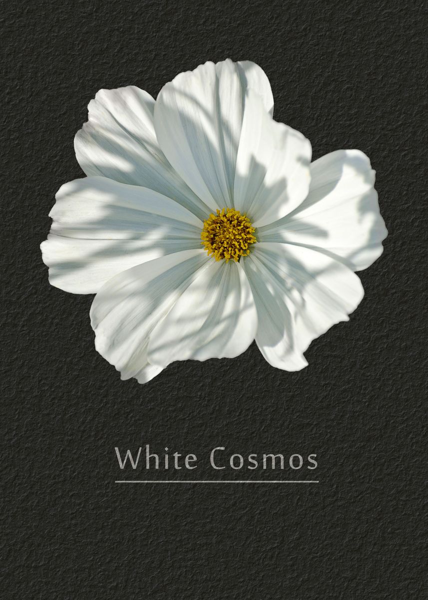 'White cosmos' Poster, picture, metal print, paint by Leopold Brix ...