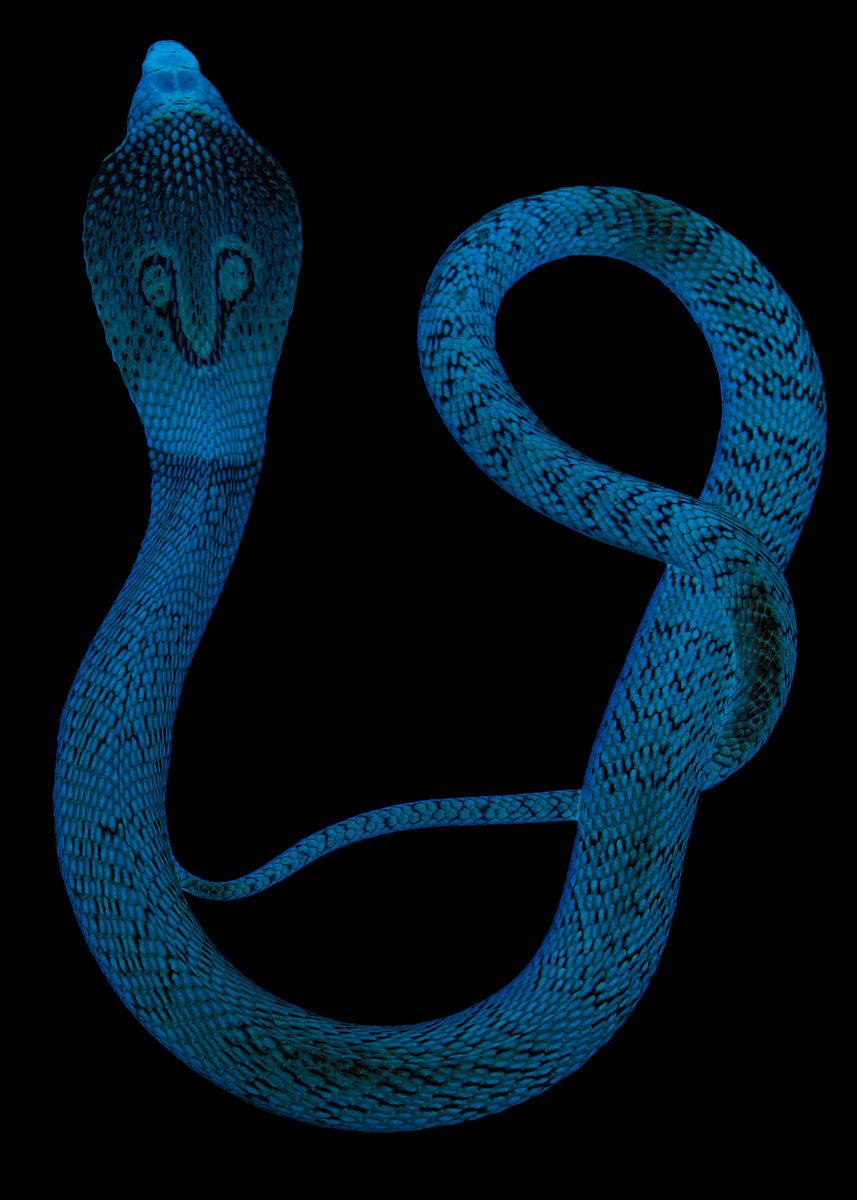 'Spectacled Cobra' Poster by Ida Bonnevier | Displate