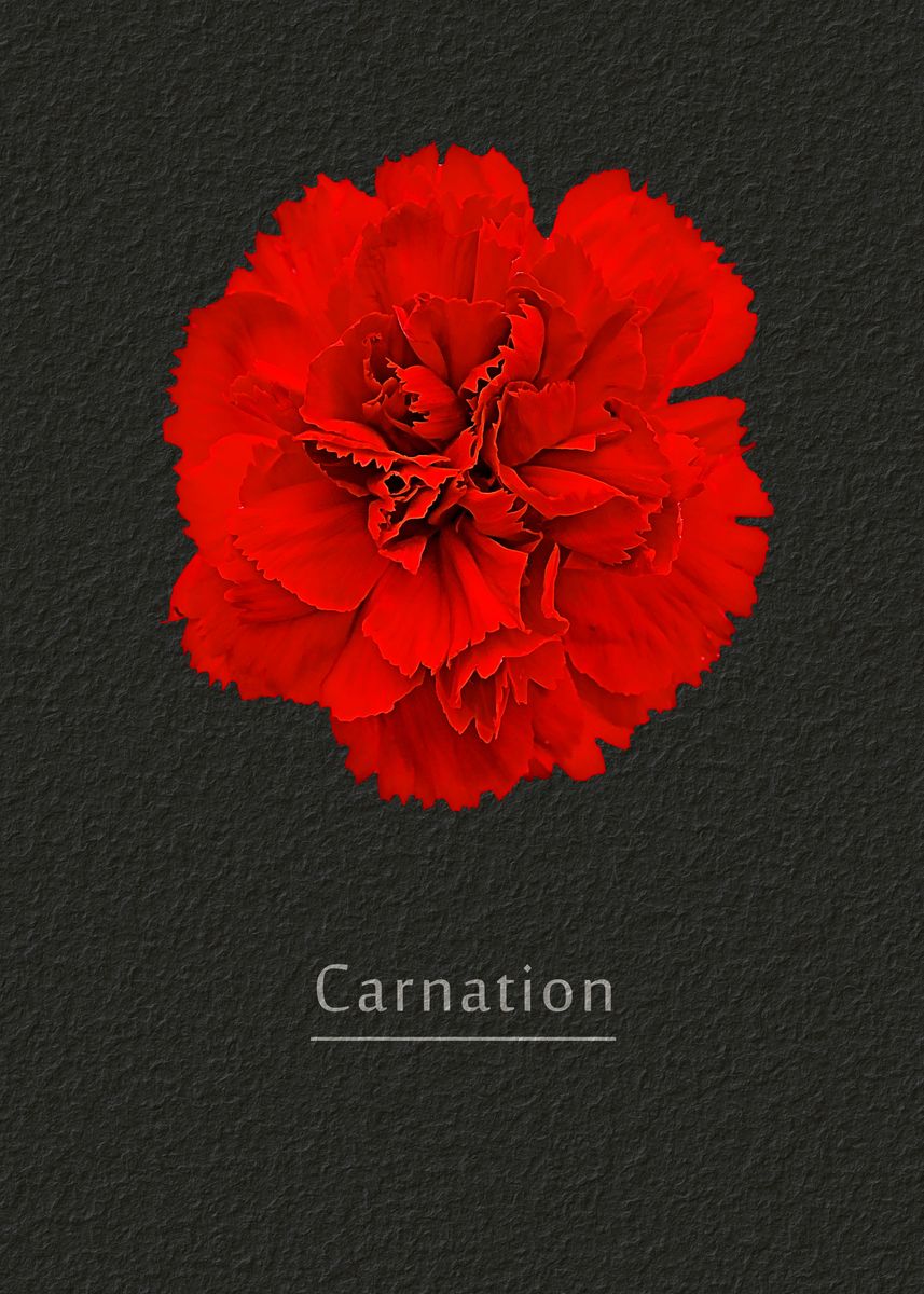 'Carnation' Poster, picture, metal print, paint by Leopold Brix | Displate