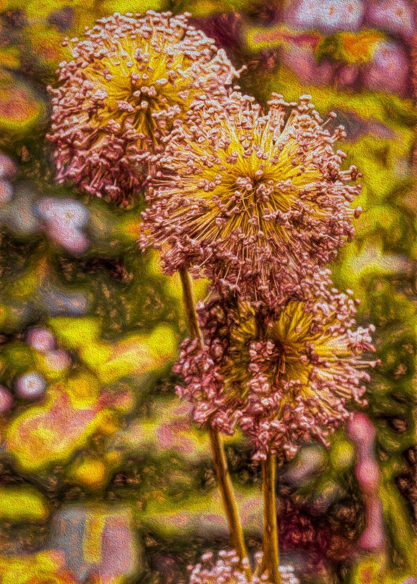 'Bursts of Pink' Poster, picture, metal print, paint by Joyce Steele ...