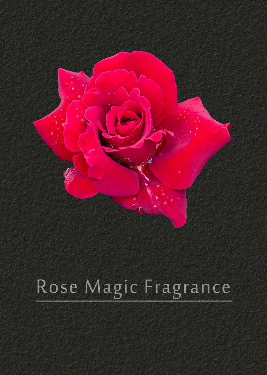 'Rose Magic Fragrance' Poster, picture, metal print, paint by Leopold ...