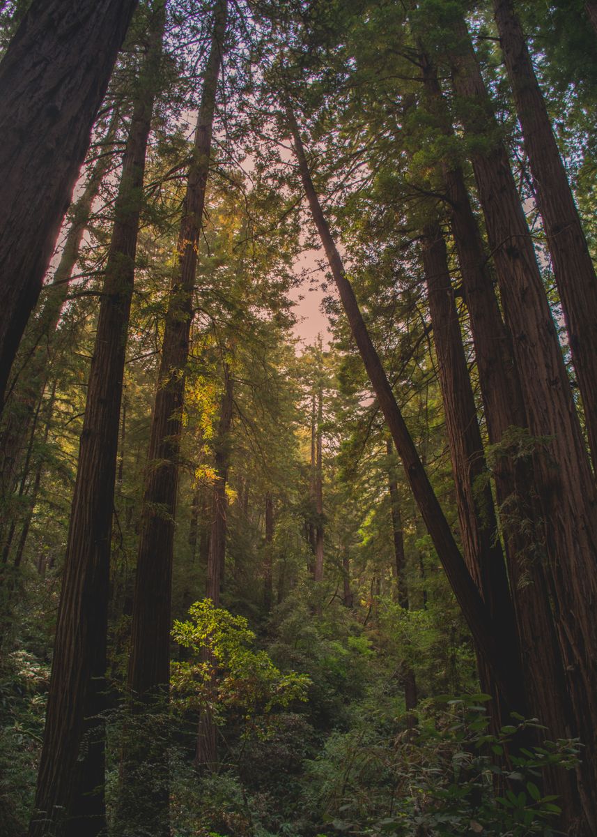 'Tree mood' Poster by Mariano Diaz | Displate