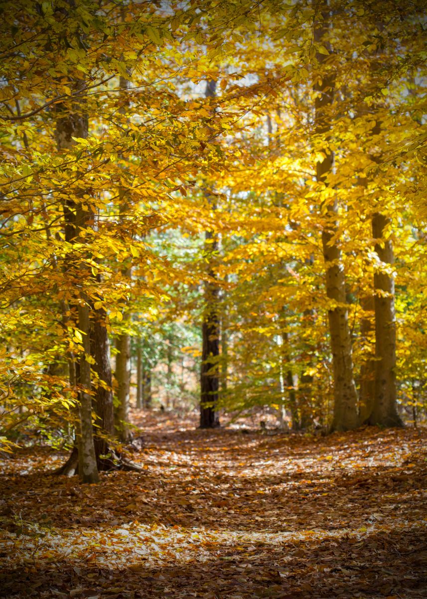 'Mustard Yellow Fall Forest' Poster, picture, metal print, paint by ...