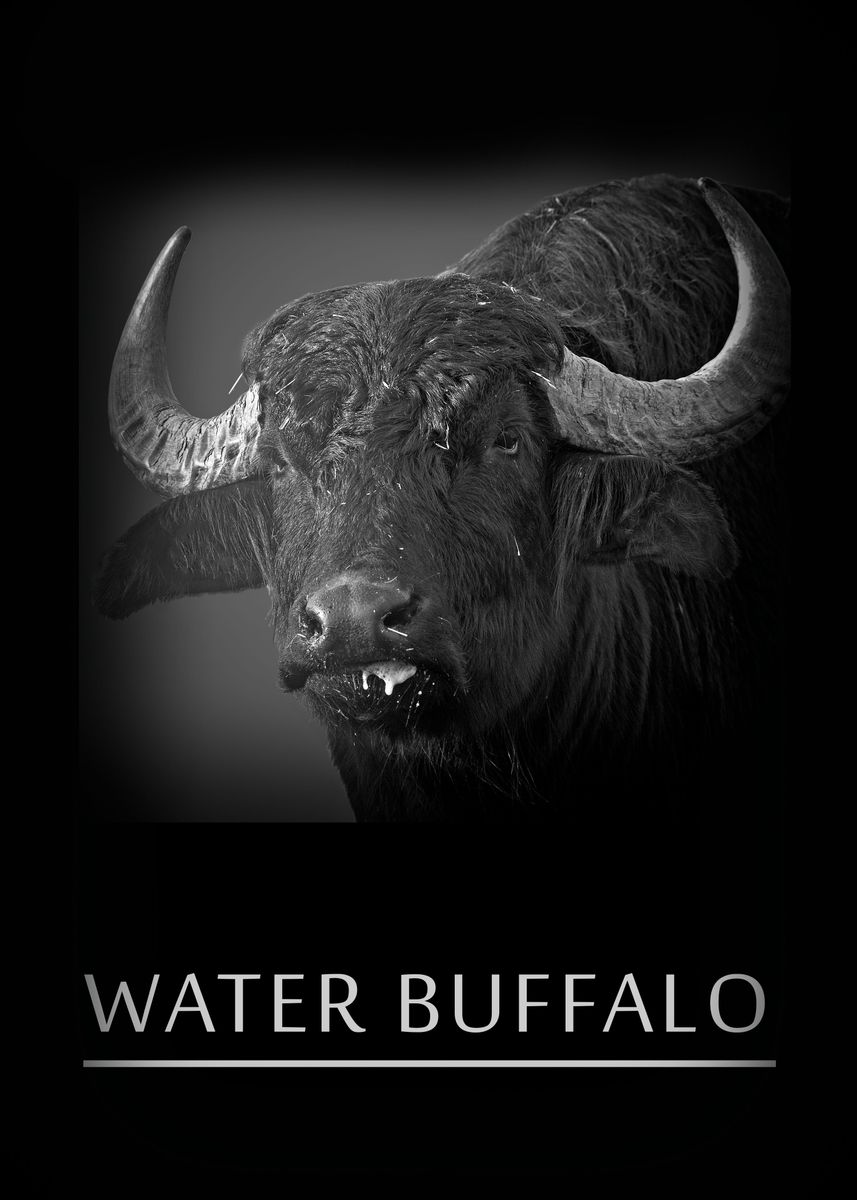 'Water bufallo' Poster by Leopold Brix | Displate