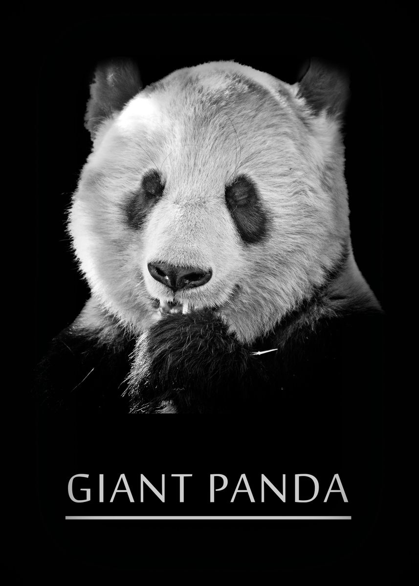 'Giant Panda' Poster, picture, metal print, paint by Leopold Brix ...