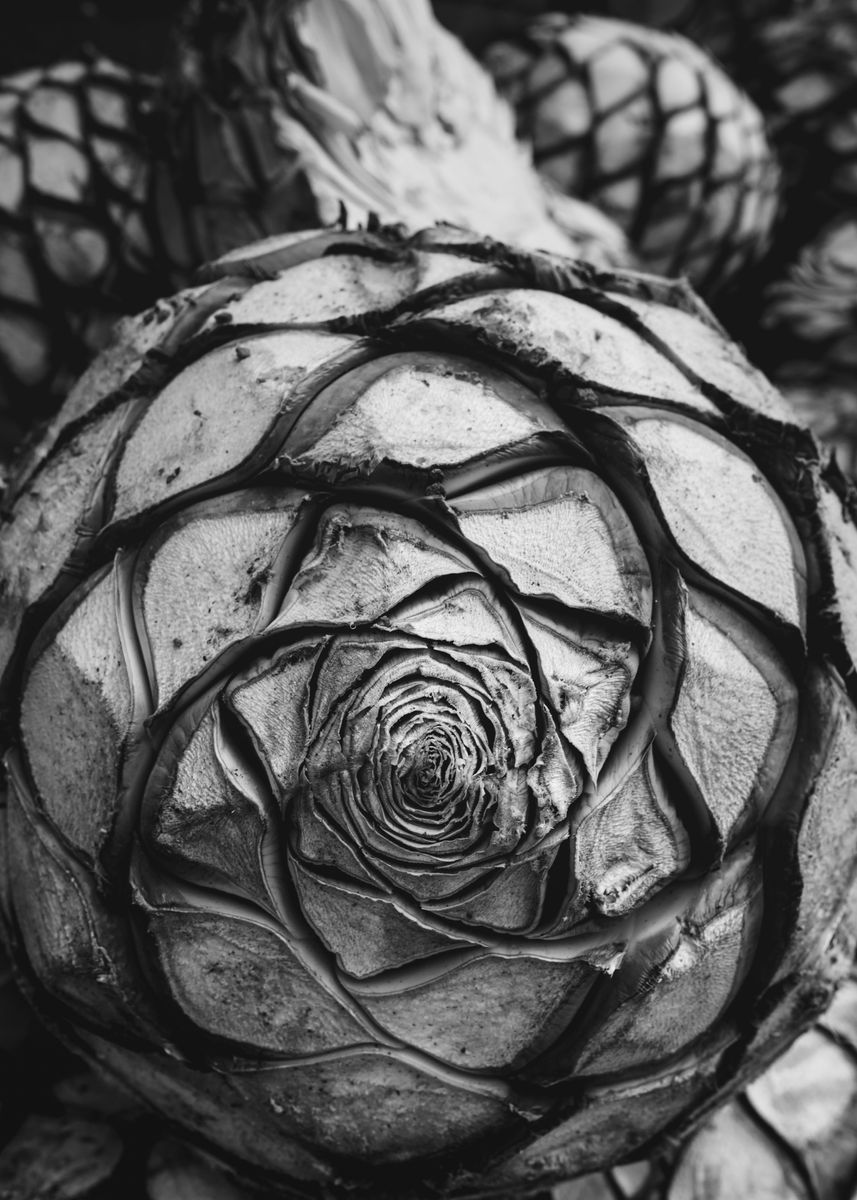 'Agave Jimado' Poster by Andrea Martinetti | Displate